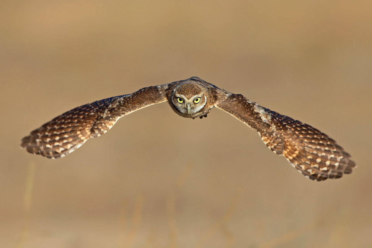Burrowing Owl Flying