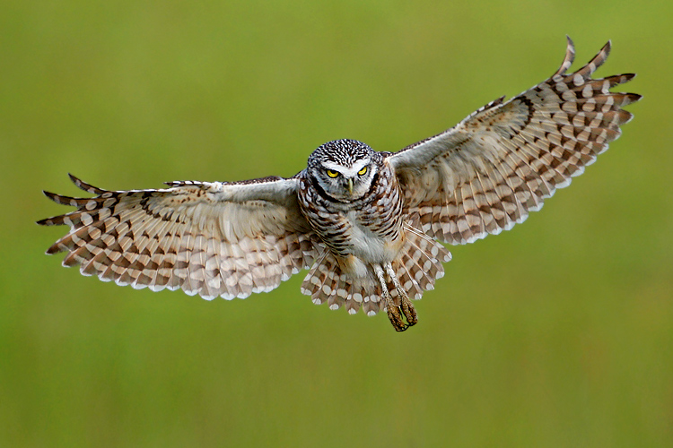 Burrowing Owl Flying